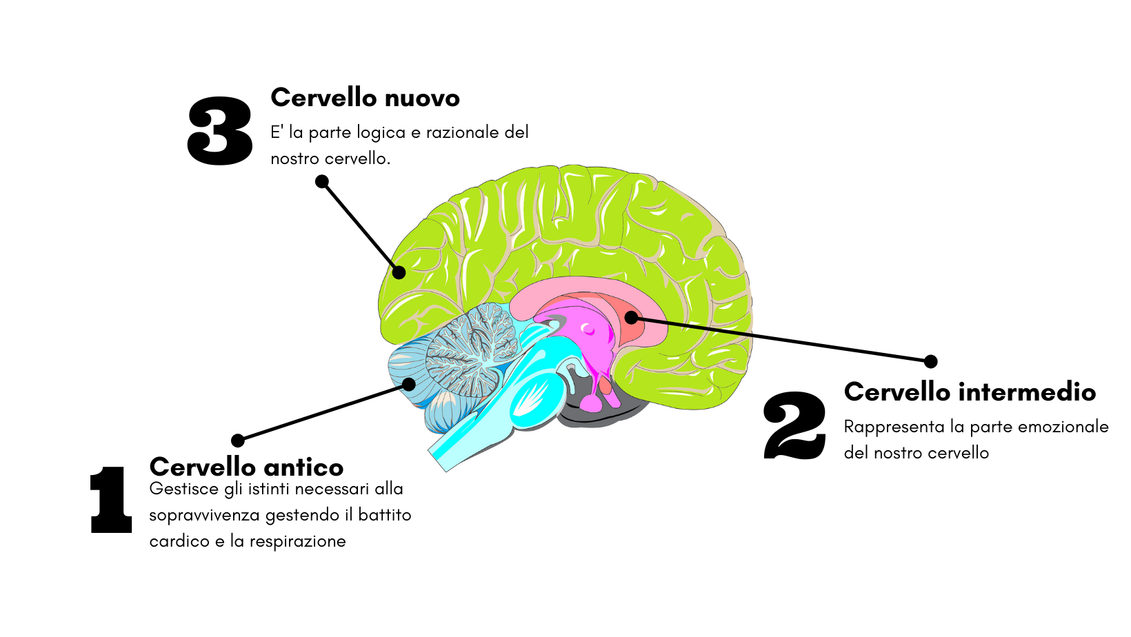 Calciatori Aggressivi - Teoria dei 3 Cervelli di Maclean - ALLENATORECALCIO